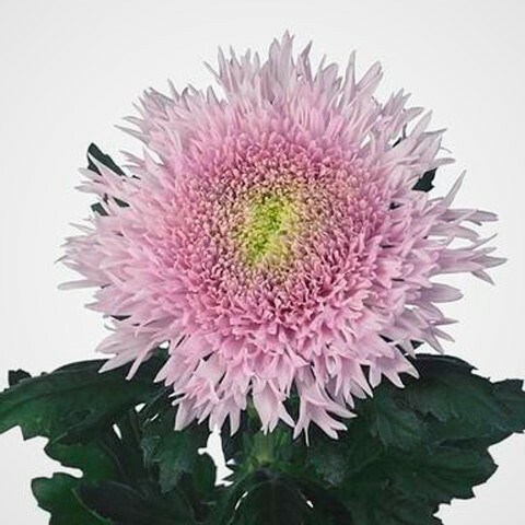 Chrysant sgl. Etrusko 70cm | Wholesale Dutch Flowers & Florist Supplies UK