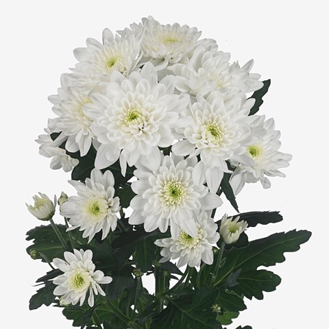 Chrysant spr. Pina Colada White 70cm | Wholesale Dutch Flowers ...