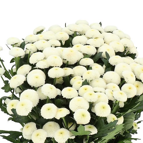 CHRYSANT SAN. HACHI 55cm | Wholesale Dutch Flowers & Florist Supplies UK