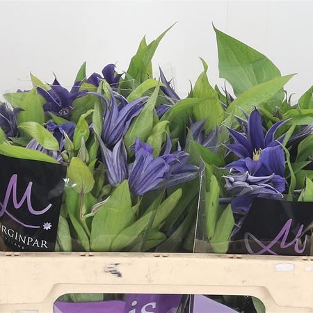 Clematis Amazing Oslo 60cm | Wholesale Dutch Flowers & Florist Supplies UK