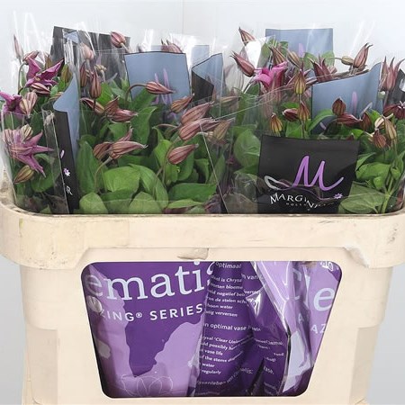 Clematis Inspiration 70cm | Wholesale Dutch Flowers & Florist Supplies UK