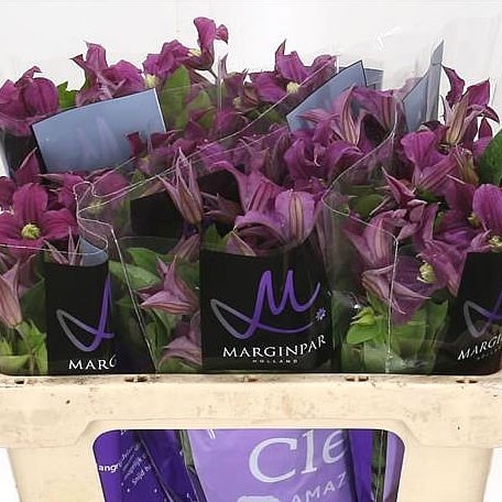 Clematis Inspiration 70cm | Wholesale Dutch Flowers & Florist Supplies UK