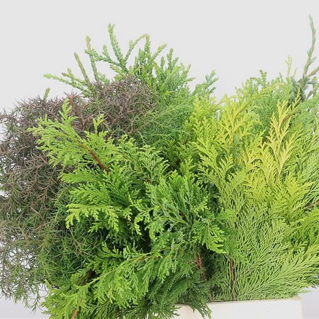 Conifer Mix | Wholesale Dutch Flowers & Florist Supplies UK