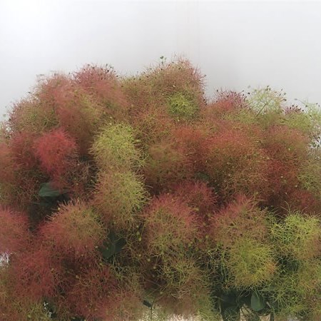 Cotinus Green Fountain 60cm | Wholesale Dutch Flowers & Florist Supplies UK