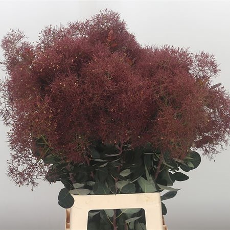 Cotinus Pruik Magical Torch 75cm | Wholesale Dutch Flowers & Florist Supplies UK