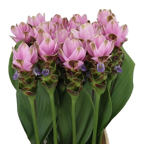 Curcuma Siam Shadow Pink 60cm | Wholesale Dutch Flowers & Florist ...