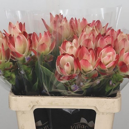 Curcuma Siam Solar 60cm | Wholesale Dutch Flowers & Florist Supplies UK