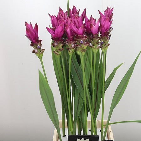 Curcuma Siam Sunset 60cm | Wholesale Dutch Flowers & Florist Supplies UK
