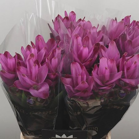 Curcuma Siam Supreme 60cm | Wholesale Dutch Flowers & Florist Supplies UK