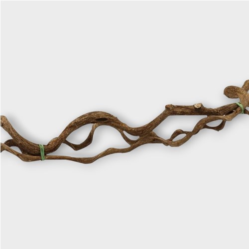 Curly Vine | Wholesale Flowers & Florist Supplies UK