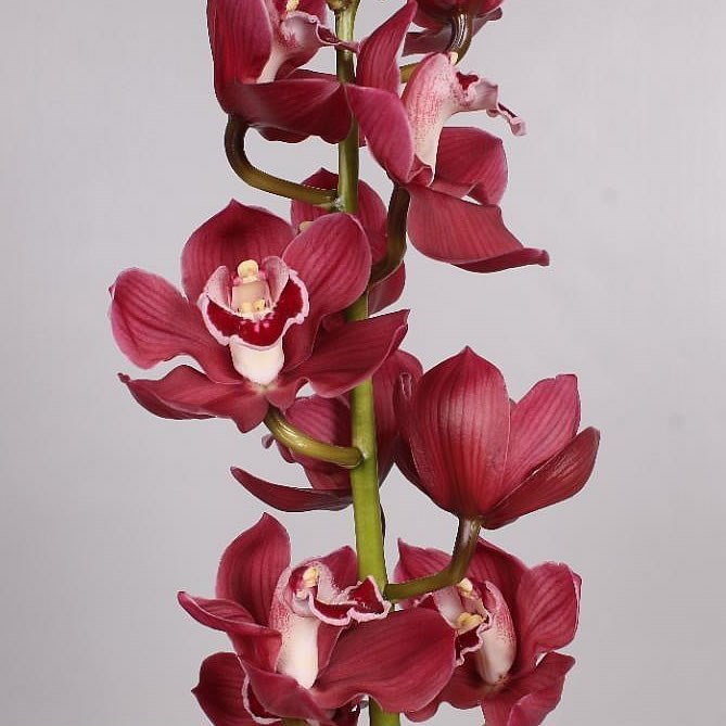 Cymbidium Orchid Australian Red 80cm | Wholesale Dutch Flowers ...