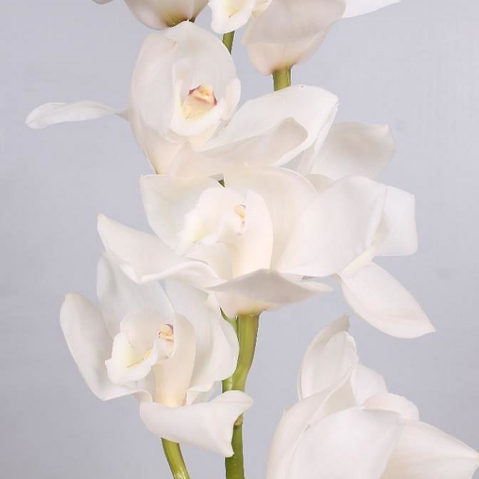 Cymbidium Orchid Early White 60cm | Wholesale Dutch Flowers & Florist ...