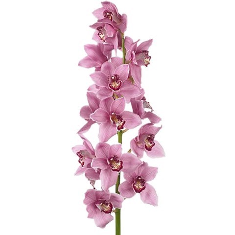 Cymbidium Orchid Fireglow 80cm | Wholesale Dutch Flowers & Florist ...