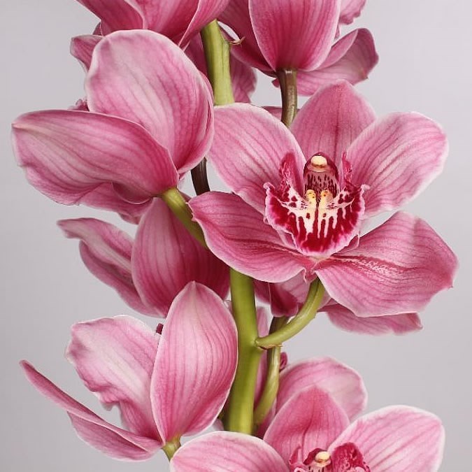 Cymbidium Orchid Monica 80cm | Wholesale Dutch Flowers & Florist ...