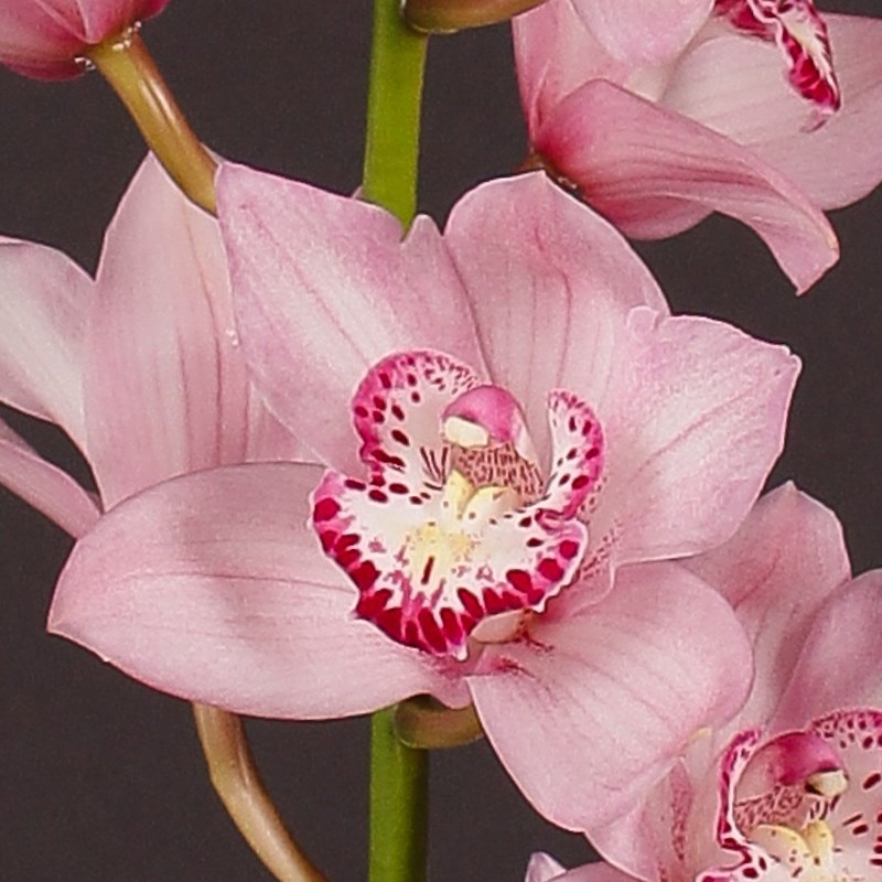 Cymbidium Orchid Pink Briljant 80cm | Wholesale Dutch Flowers & Florist ...