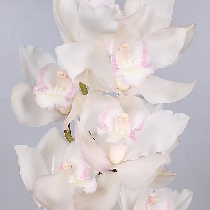 Cymbidium Orchid Snowcastle 80cm | Wholesale Dutch Flowers & Florist ...