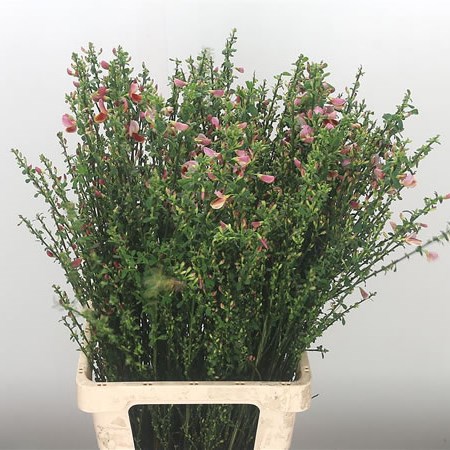 Cytisus Red 80cm | Wholesale Dutch Flowers & Florist Supplies UK