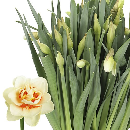 DAFFODIL SWEET PARADISE 45cm | Wholesale Dutch Flowers & Florist ...