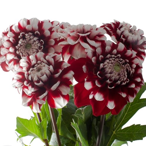 DAHLIA CHECKERS 40cm | Wholesale Dutch Flowers & Florist Supplies UK