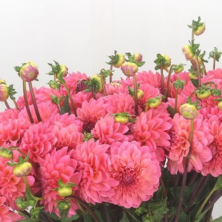 DAHLIA DORIS DUKE 45cm | Wholesale Dutch Flowers & Florist Supplies UK