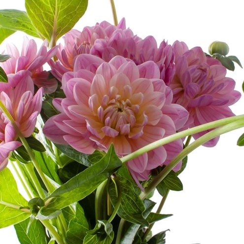 DAHLIA PINK MAGIC 40cm | Wholesale Dutch Flowers & Florist Supplies UK
