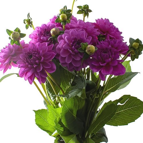 DAHLIA STRATUS 60cm | Wholesale Dutch Flowers & Florist Supplies UK