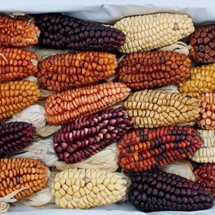 Everlasting Dried Flower Bunches & Bouquets | DECORATIVE CORN (Dried)