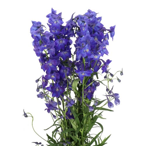DELPHINIUM ATLANTIS 70cm | Wholesale Dutch Flowers & Florist Supplies UK