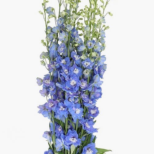 DELPHINIUM AURORA BLUE 100cm | Wholesale Dutch Flowers & Florist ...