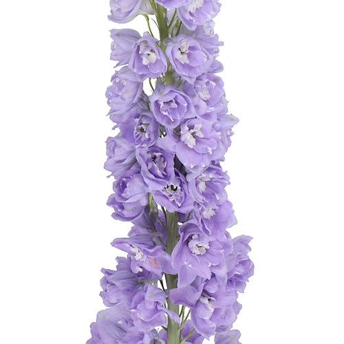 DELPHINIUM AURORA LAVENDER 110cm | Wholesale Dutch Flowers & Florist ...