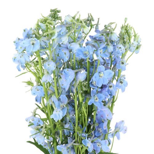 DELPHINIUM BALLKLEID 80cm | Wholesale Dutch Flowers & Florist Supplies UK