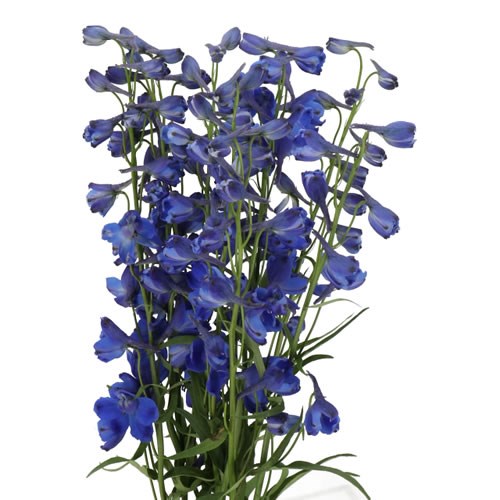 DELPHINIUM BELLA ANDES AZURE 70cm | Wholesale Dutch Flowers & Florist ...