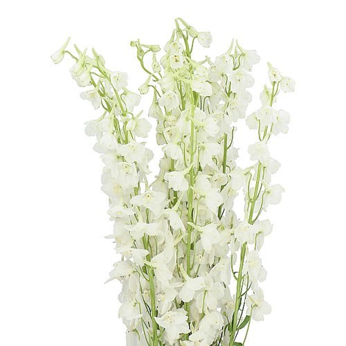 DELPHINIUM BELLA ANDES WHITE 70cm | Wholesale Dutch Flowers & Florist ...