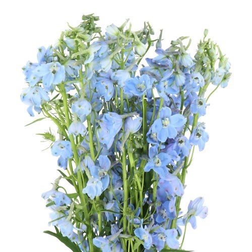 DELPHINIUM BELLADONNA BALLKLEID 75cm | Wholesale Dutch Flowers ...