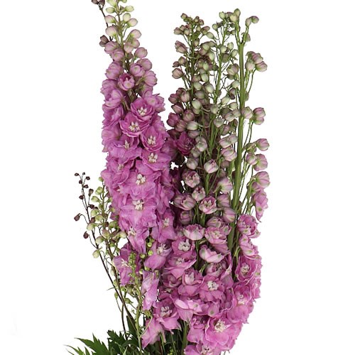 DELPHINIUM CENTURION ROSE 100cm | Wholesale Dutch Flowers & Florist ...