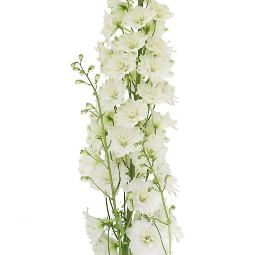 DELPHINIUM CENTURION WHITE 100cm | Wholesale Dutch Flowers & Florist ...