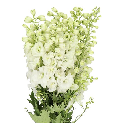DELPHINIUM DELPHIS DIAMANT 60cm | Wholesale Dutch Flowers & Florist ...