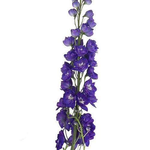 DELPHINIUM DELPHIS EMERALD 80cm | Wholesale Dutch Flowers & Florist ...