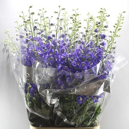 DELPHINIUM DELPHIS EMERALD 90cm | Wholesale Dutch Flowers & Florist ...