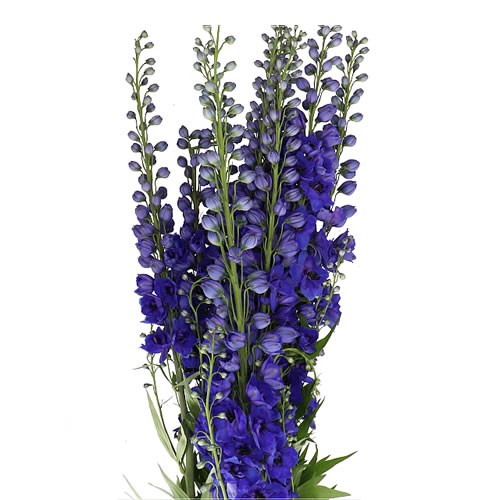 DELPHINIUM BLUE HOLLANDS GLORY 60cm | Wholesale Dutch Flowers & Florist ...