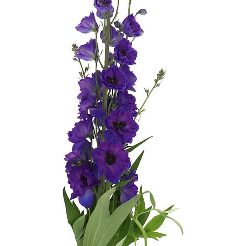 DELPHINIUM DELPHIS JEWEL 120cm | Wholesale Dutch Flowers & Florist ...