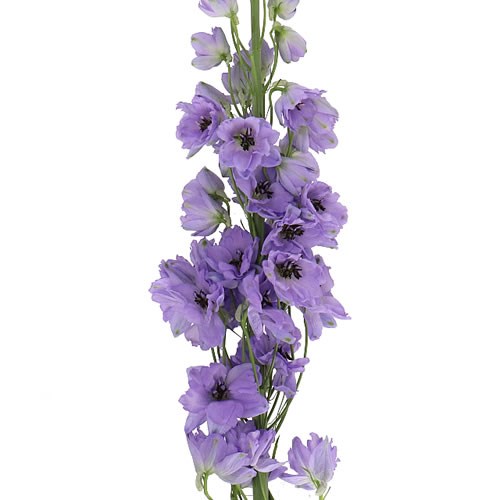 DELPHINIUM DELPHIS MISTY 80cm | Wholesale Dutch Flowers & Florist ...