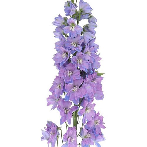 DELPHINIUM DELPHIS MOONLIGHT 60cm | Wholesale Dutch Flowers & Florist ...
