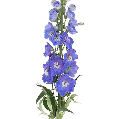 DELPHINIUM DELPHIS MORNINGLIGHT 60cm | Wholesale Dutch Flowers ...