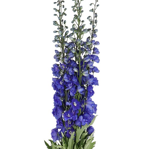 DELPHINIUM DEV NAVY BLUE 70cm | Wholesale Dutch Flowers & Florist ...