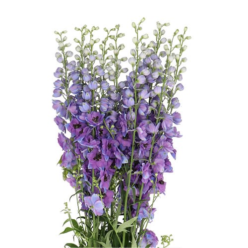 DELPHINIUM DEWI PURPLE SMILE 80cm | Wholesale Dutch Flowers & Florist ...