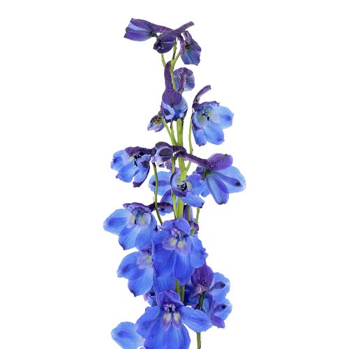 DELPHINIUM DONNA 50cm | Wholesale Dutch Flowers & Florist Supplies UK