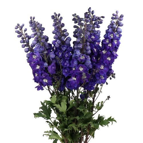 DELPHINIUM DOUBLE DEWI DARK BLUE SMILE 95cm | Wholesale Dutch Flowers ...