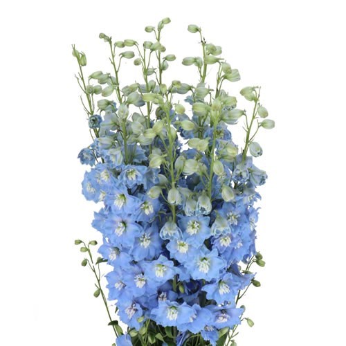 DELPHINIUM ELATUM LIGHT BLUE 80cm | Wholesale Dutch Flowers & Florist ...