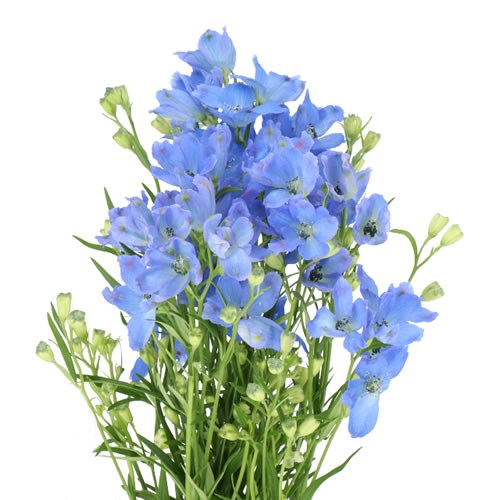 DELPHINIUM ENERGY BLUE 80cm | Wholesale Dutch Flowers & Florist Supplies UK